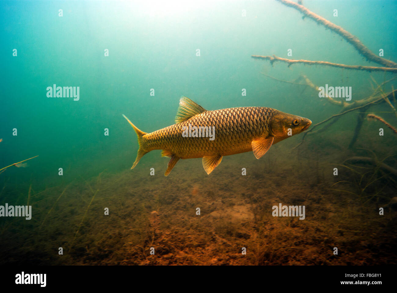Golden Underwater Fish Stock Photo - Alamy