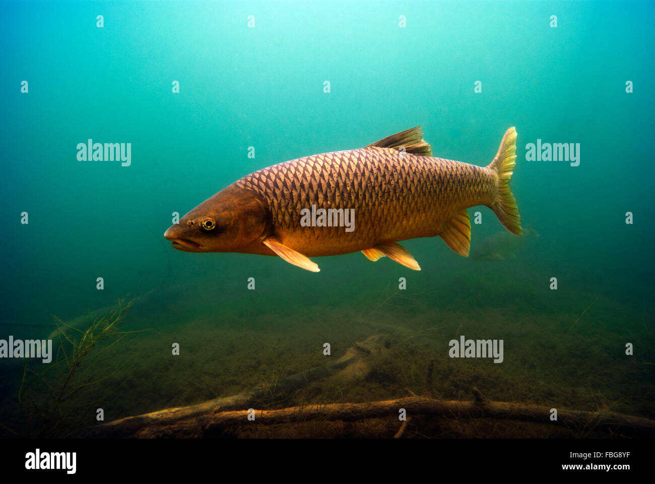 Beautiful Underwater Yellowfish Stock Photo - Alamy
