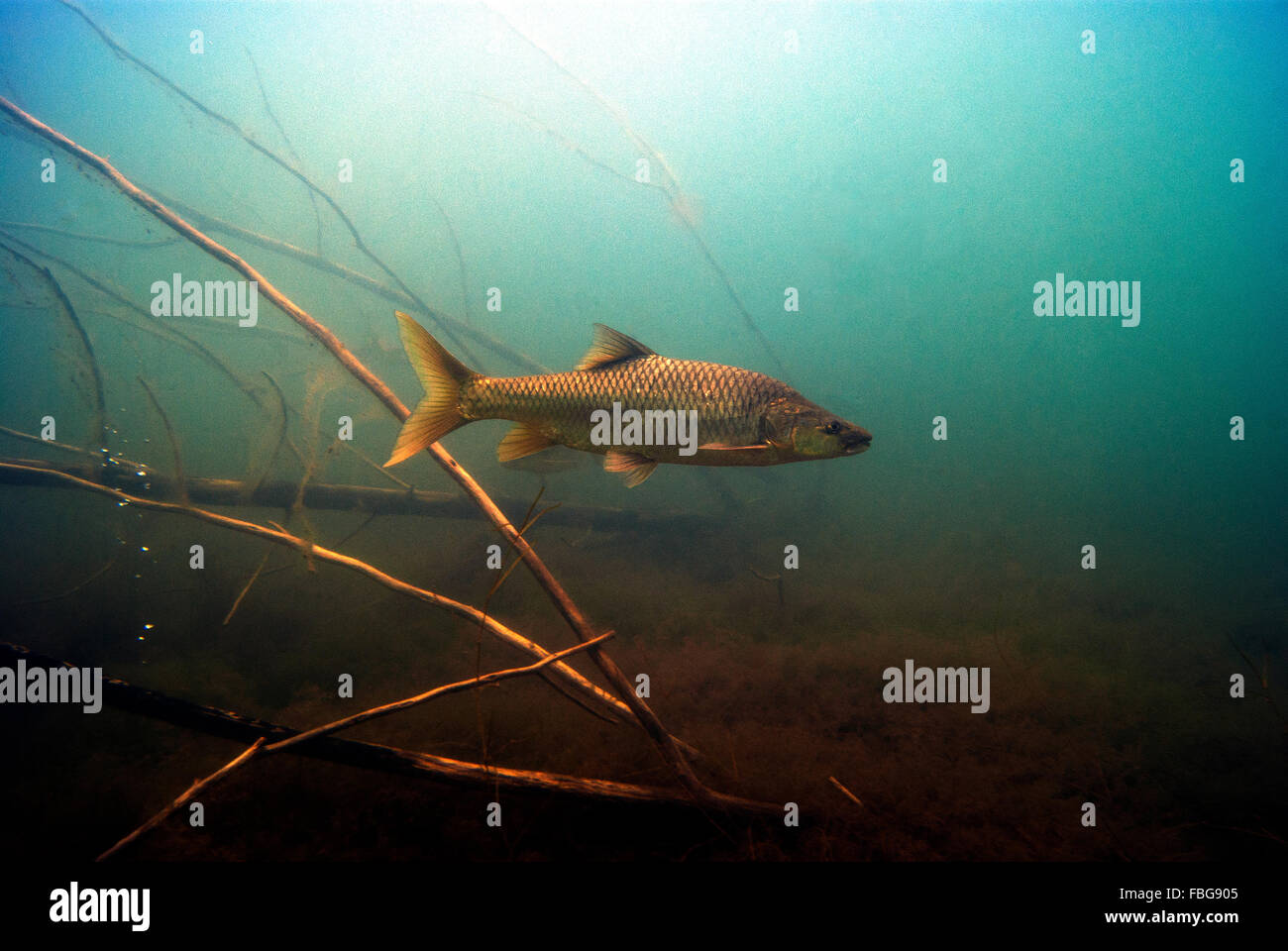 Underwater lake fish hi-res stock photography and images - Alamy