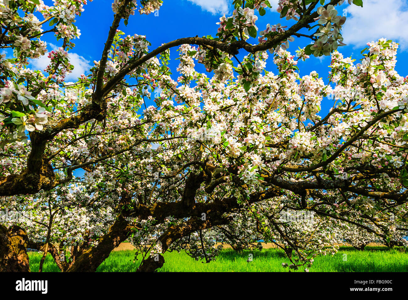 Old apple tree in bloom Stock Photo - Alamy