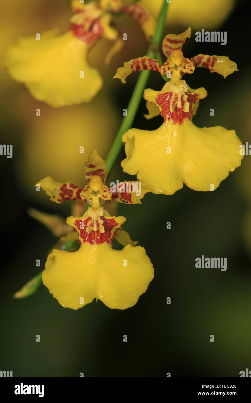 oncidium "golden shower" yellow orchid Stock Photo - Alamy