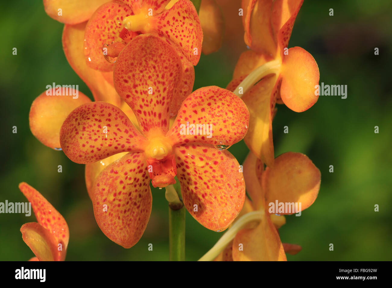 Orange Orchid, Singapore Stock Photo - Alamy