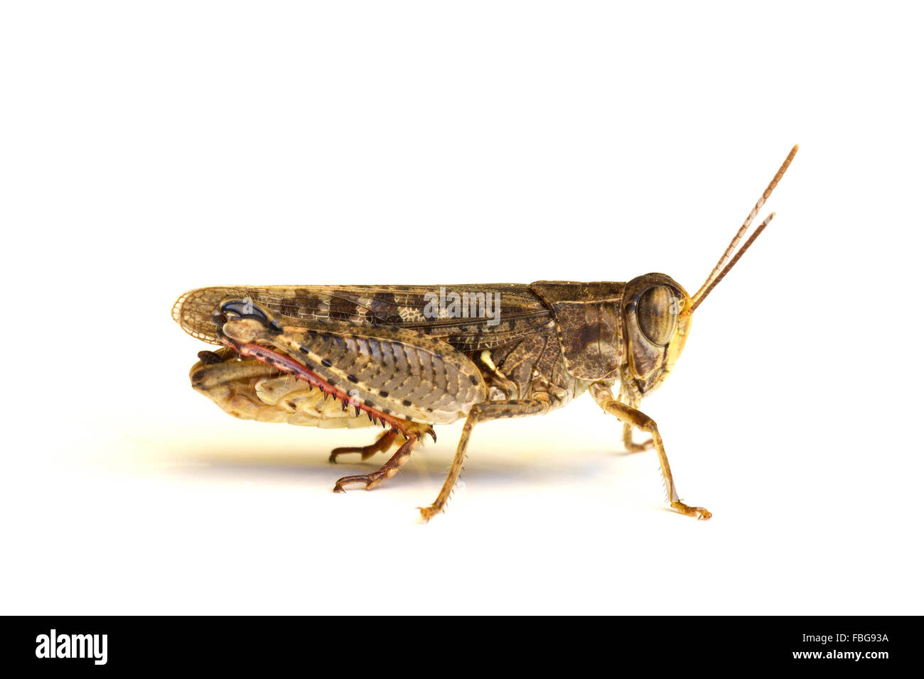 Grasshopper Side View High Resolution Stock Photography and Images - Alamy
