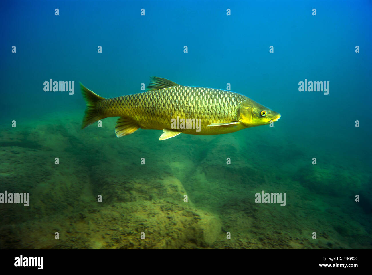Yellowfish hi-res stock photography and images - Alamy