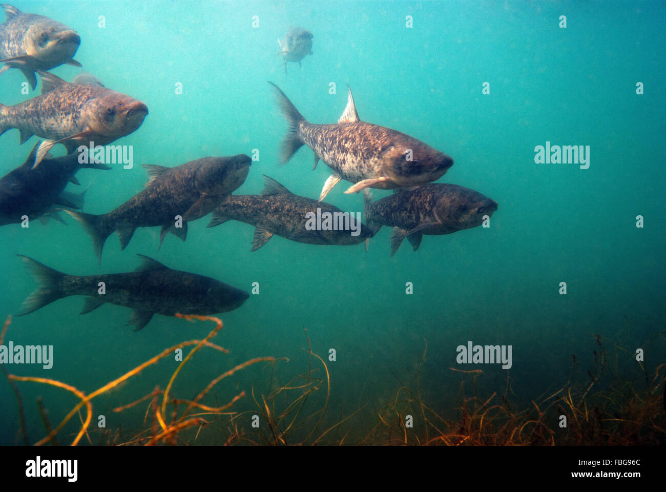 Labeo umbratus hi-res stock photography and images - Alamy