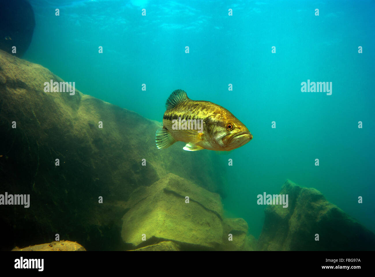 Largemouth bass underwater hi-res stock photography and images - Alamy