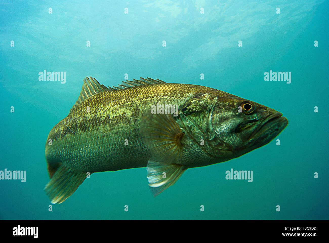 Openwater hi-res stock photography and images - Alamy