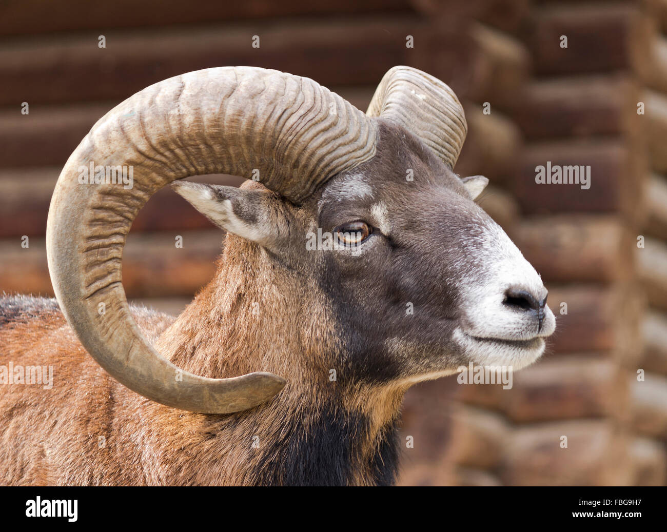 Moufflon (Ovis musimon Stock Photo - Alamy