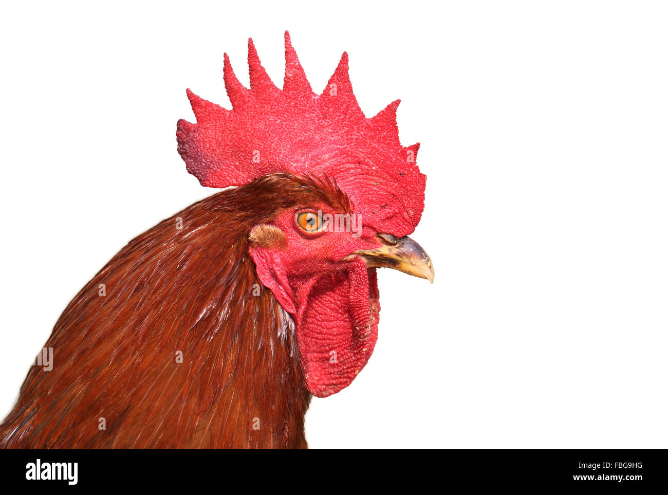 Colorful cock with white background Stock Photo - Alamy