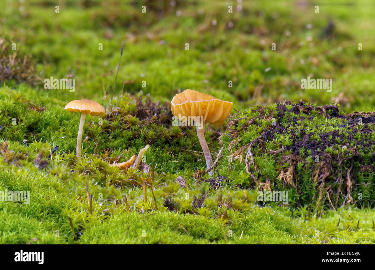 Mushrooms fungi hi-res stock photography and images - Alamy