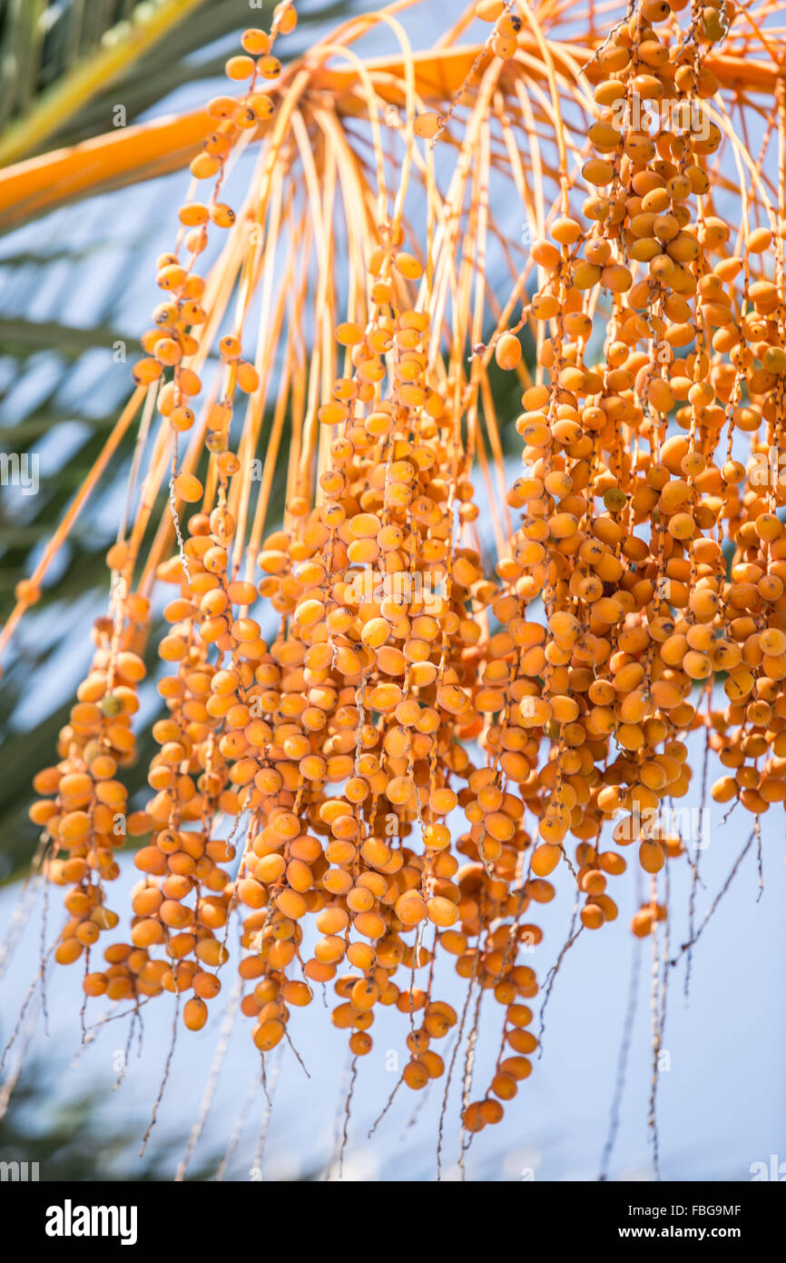 Date fruits on the tree. Close-up Stock Photo - Alamy
