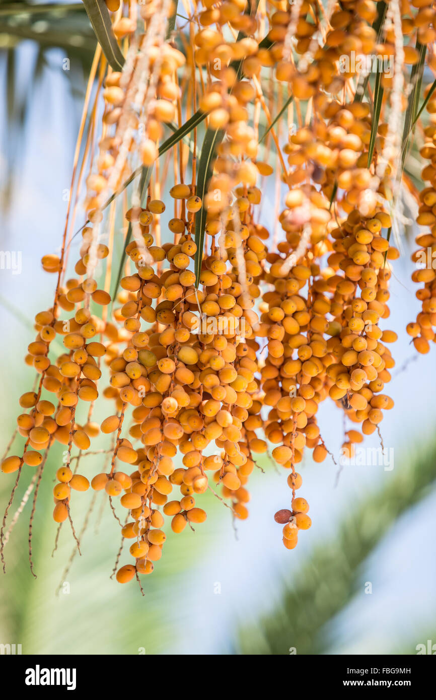 Date palm fruit hi-res stock photography and images - Alamy
