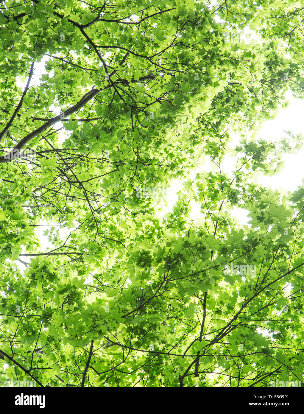 Colorful tree leaves. Close-up shot. Nature background Stock Photo - Alamy