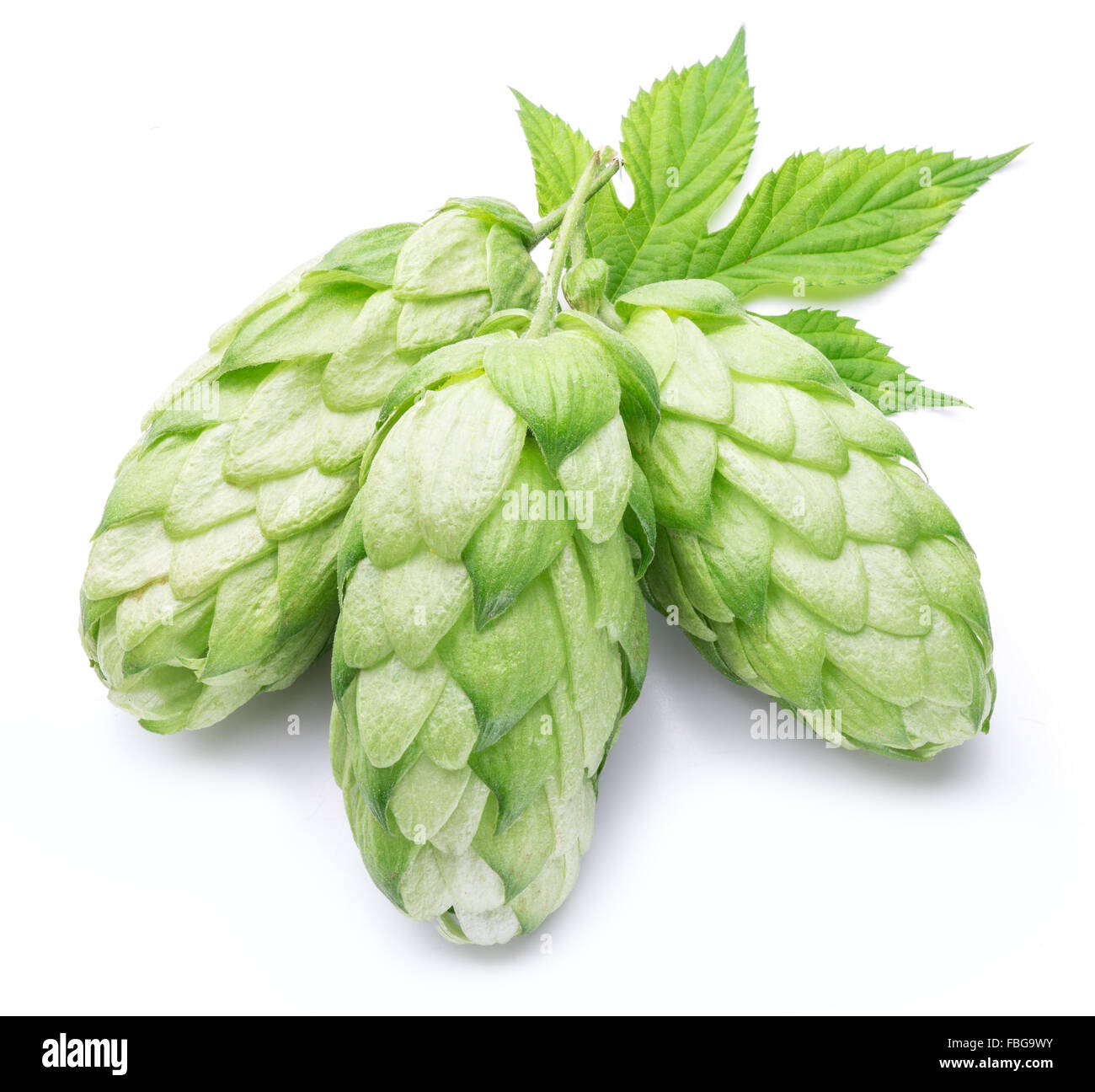 Hop cones. Isolated on white background Stock Photo - Alamy