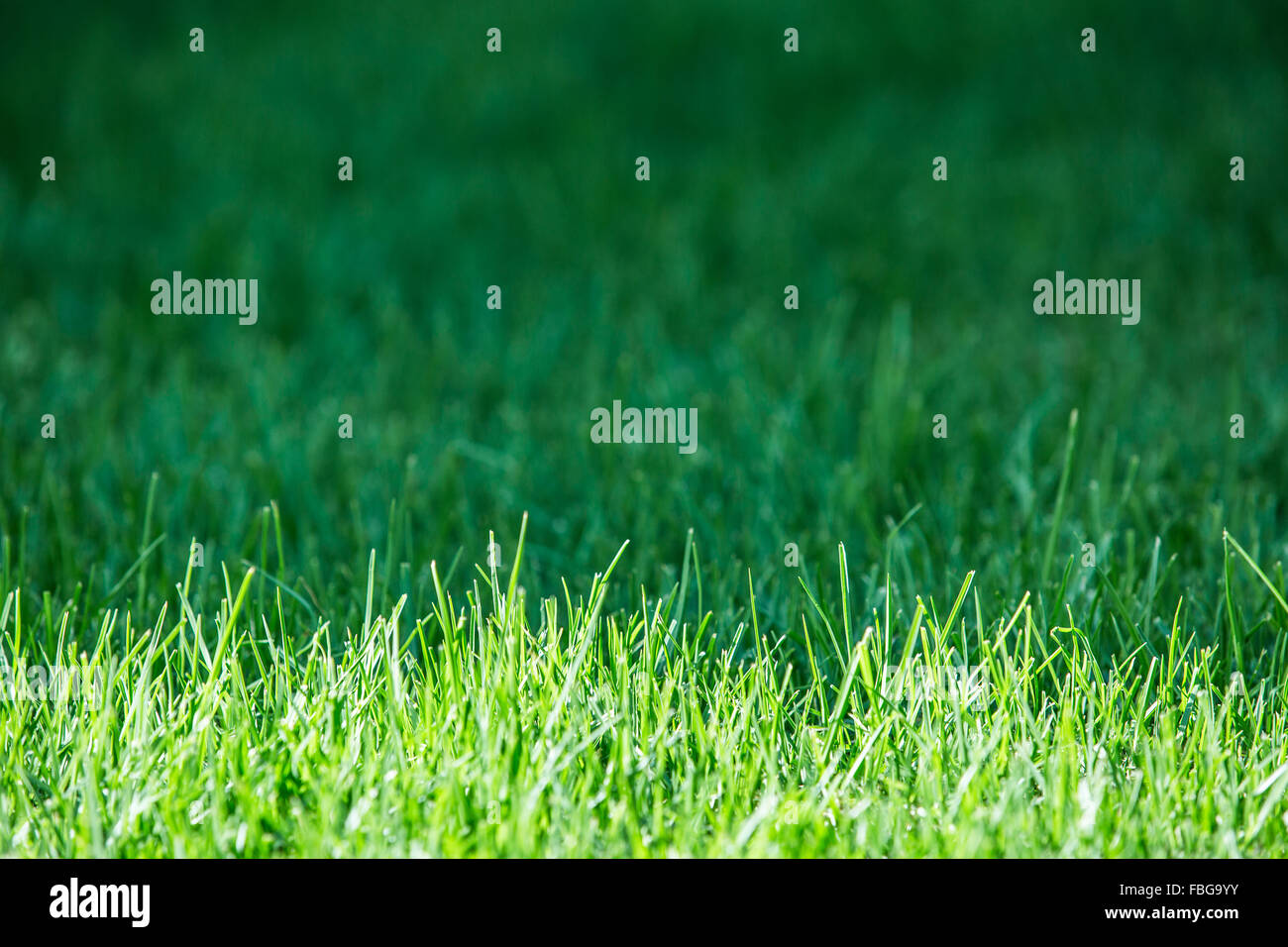 Fresh green grass. Close up Stock Photo - Alamy