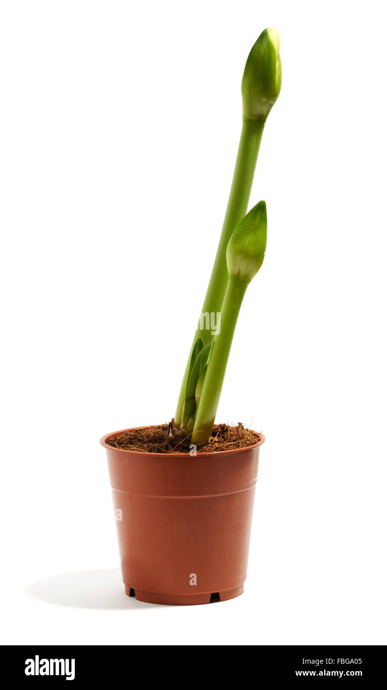 Amaryllis plant hi-res stock photography and images - Alamy
