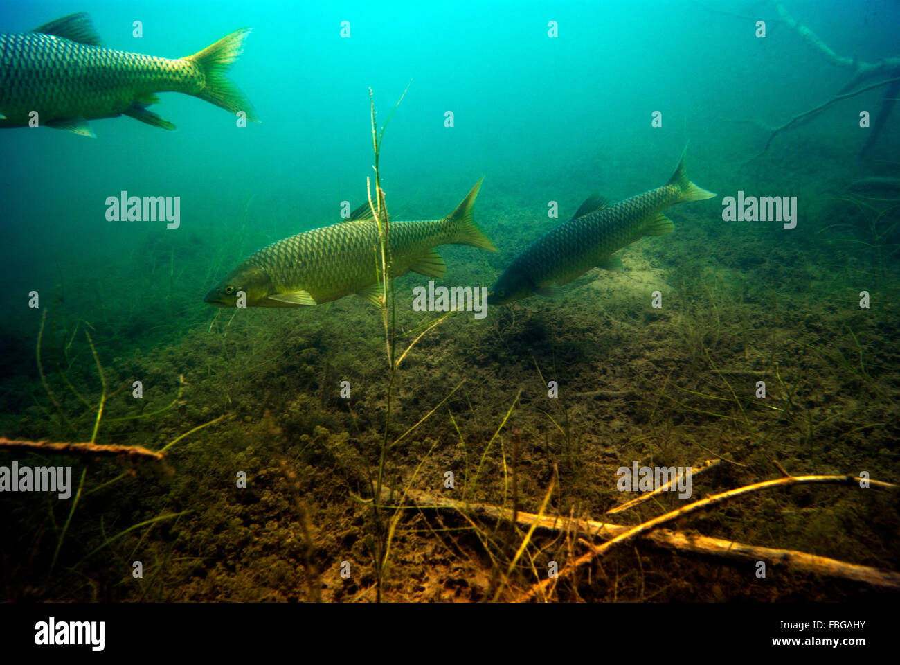 Yellowfish hi-res stock photography and images - Alamy