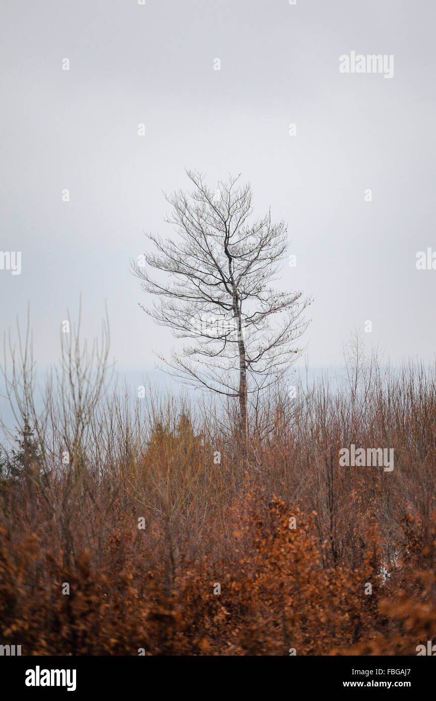 Winter landscape with deciduous trees in snow Stock Photo - Alamy