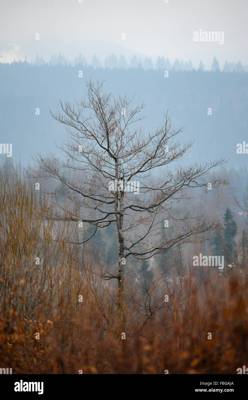 Winter landscape with deciduous trees in snow Stock Photo - Alamy