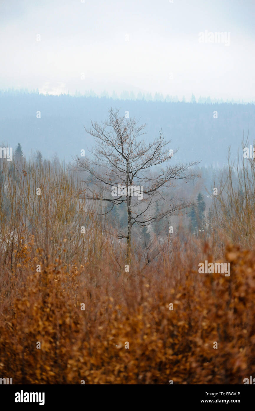Winter landscape with deciduous trees in snow Stock Photo - Alamy