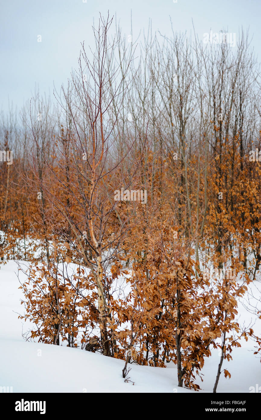 Winter landscape with deciduous trees in snow Stock Photo - Alamy