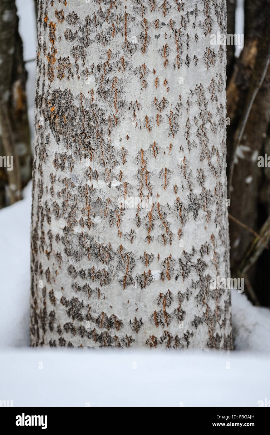 Trunk of a tree in winter with snow, forest, at mountains Stock Photo ...