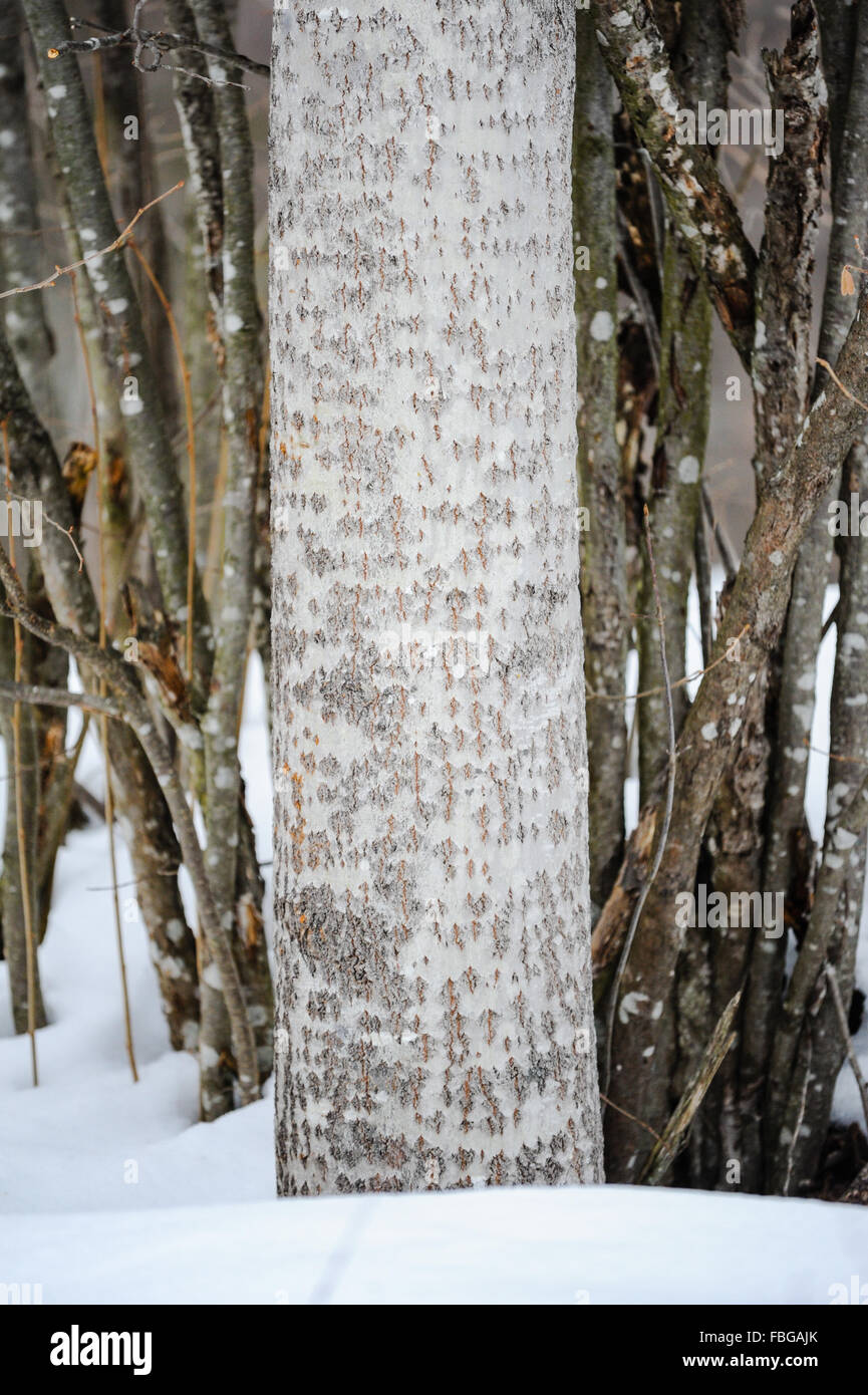 Trunk of a tree in winter with snow, forest, at mountains Stock Photo ...