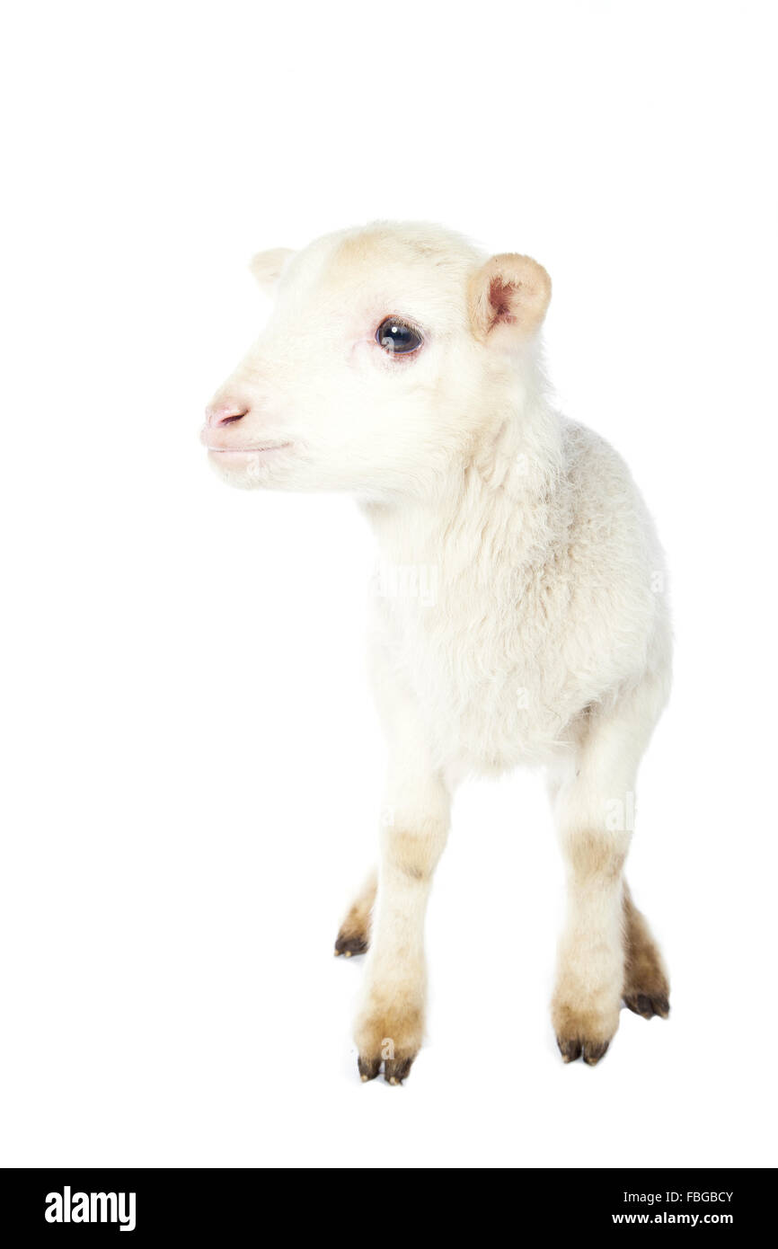 White baby lamb Stock Photo - Alamy