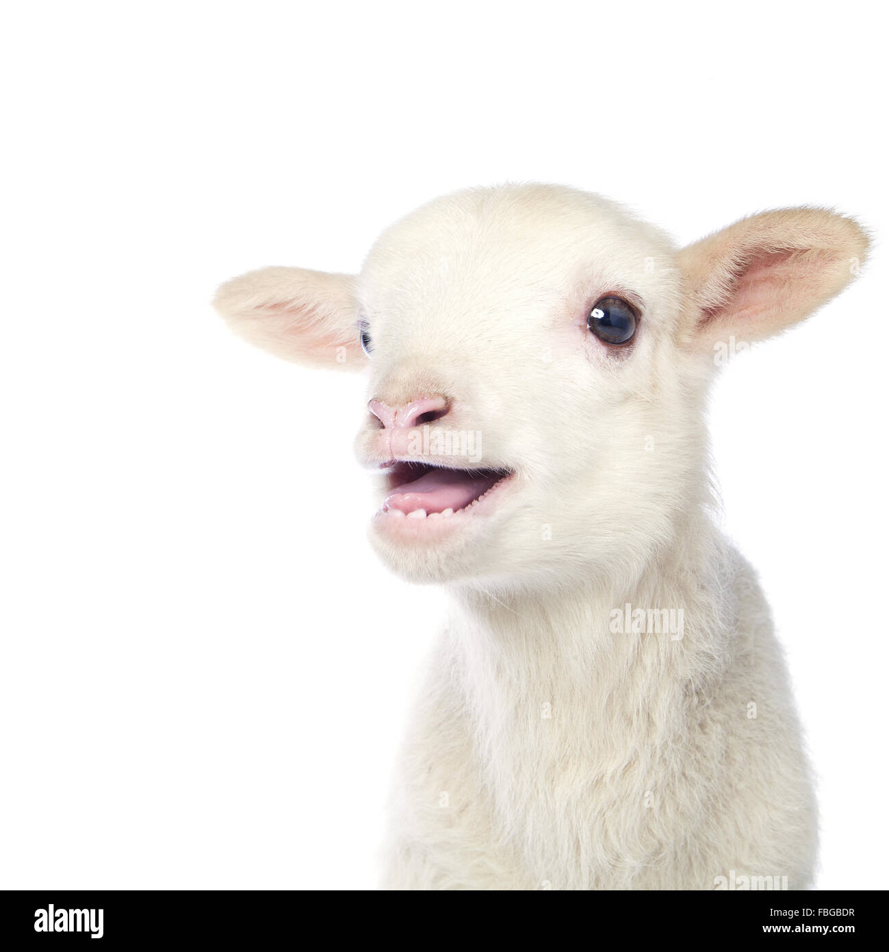 White baby lamb Stock Photo - Alamy