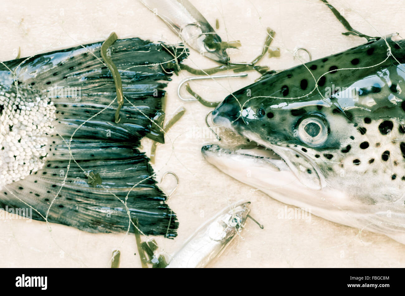 Fish head and tail fishing net wet top view Stock Photo - Alamy