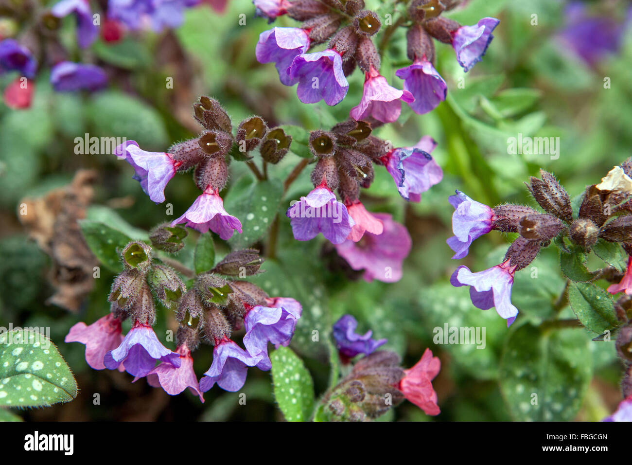 Pulmonaria officinalis, lungwort blue flower Stock Photo - Alamy