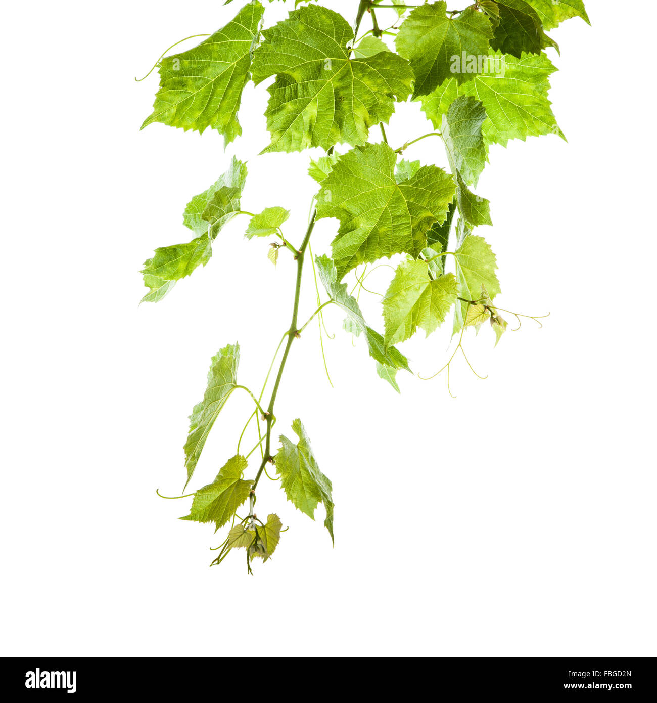 Green grape leaves Stock Photo - Alamy