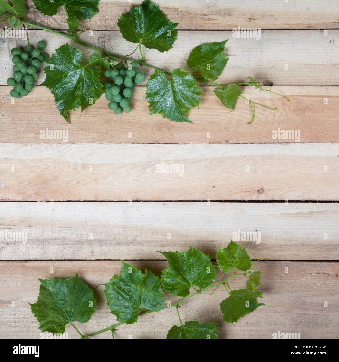 Green grape leaves Stock Photo - Alamy