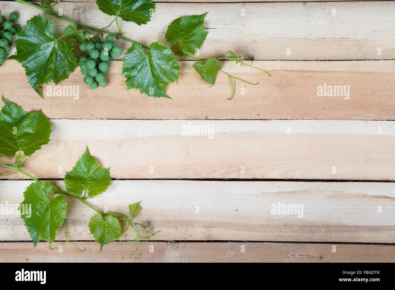Green grape leaves Stock Photo - Alamy