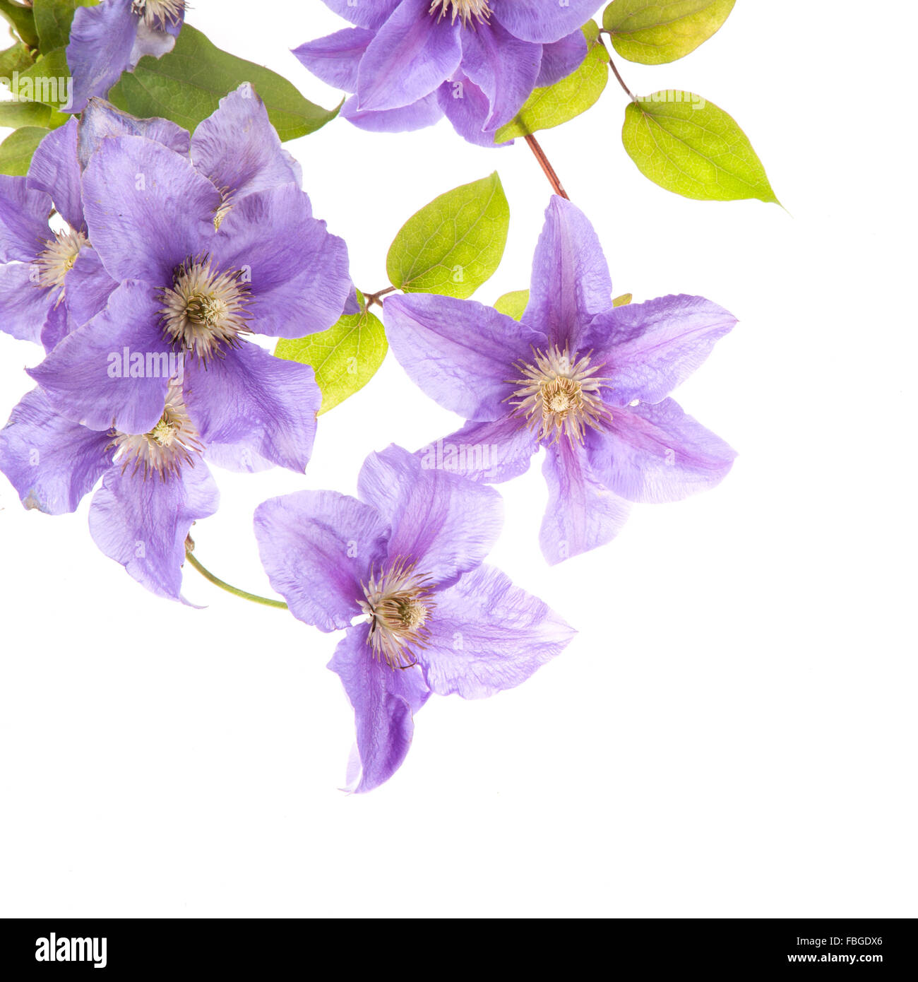 Blue may hi-res stock photography and images - Alamy