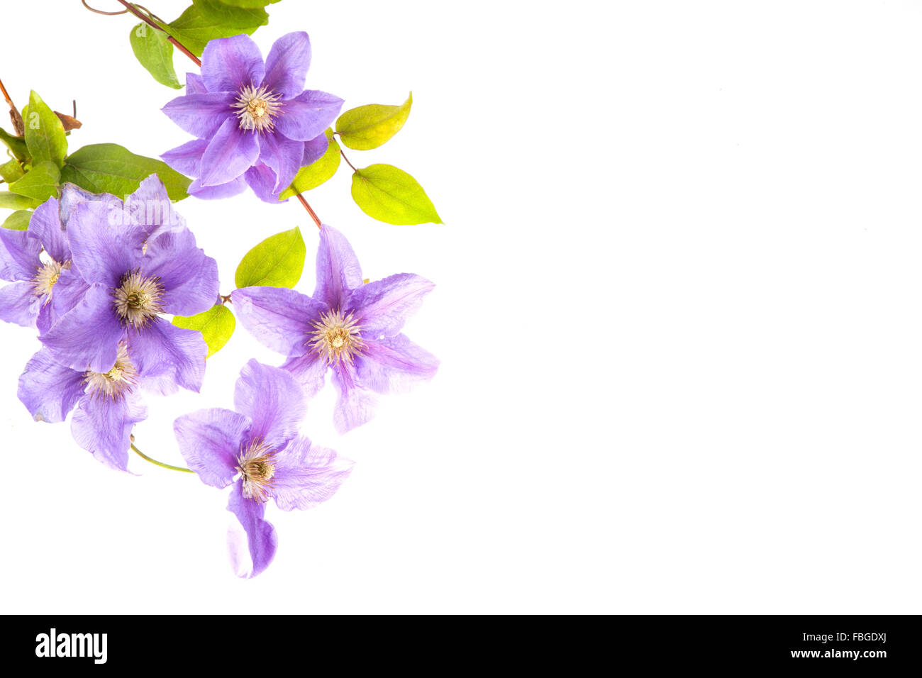 Blue may hi-res stock photography and images - Alamy