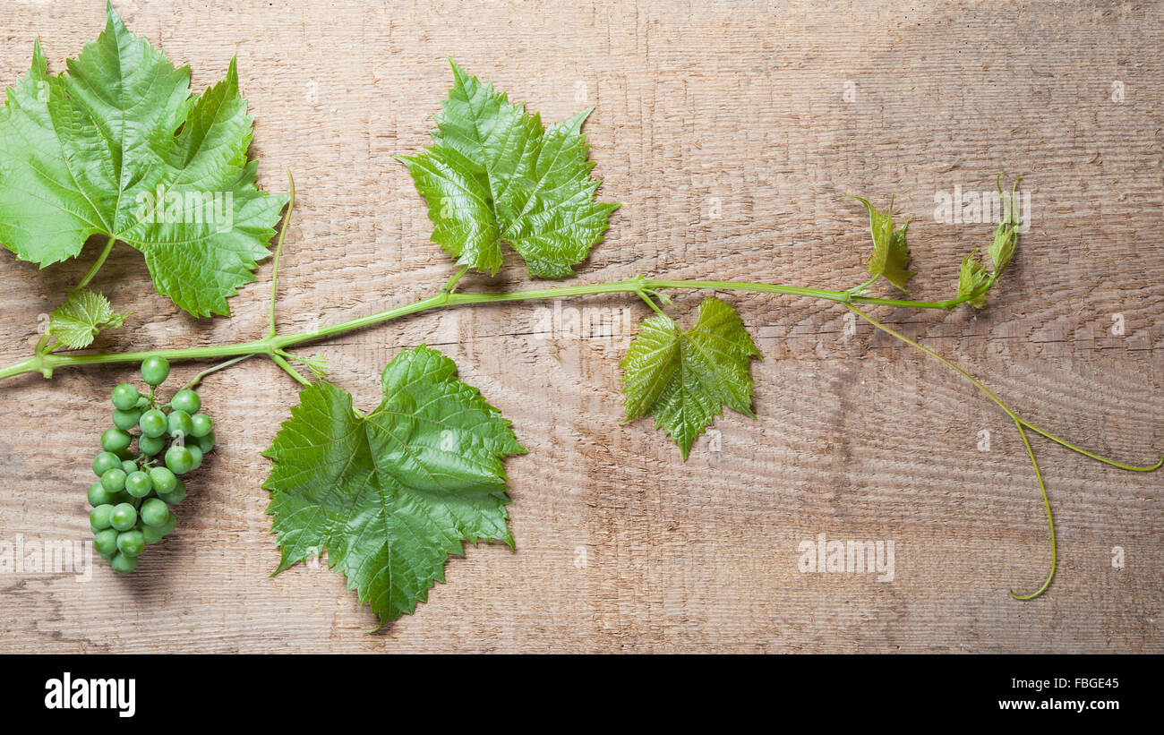 Green grape leaves Stock Photo - Alamy