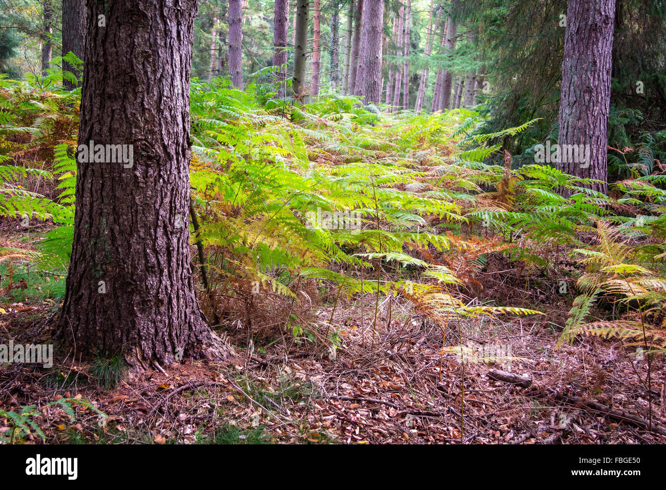Fern and Trees in the deep Autumn Stock Photo - Alamy