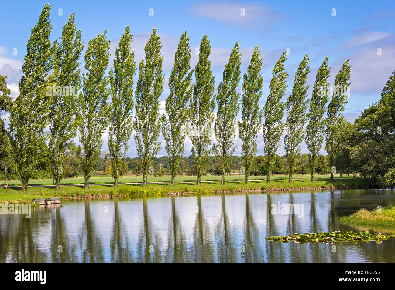 A green tree in the foreground hi-res stock photography and images - Alamy