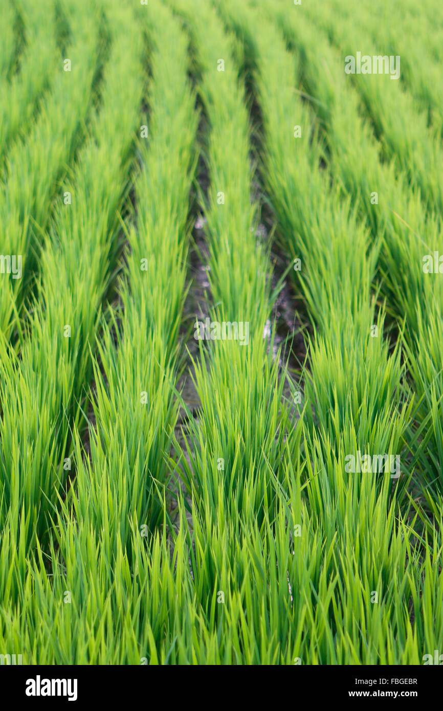 Ricefield hi-res stock photography and images - Alamy
