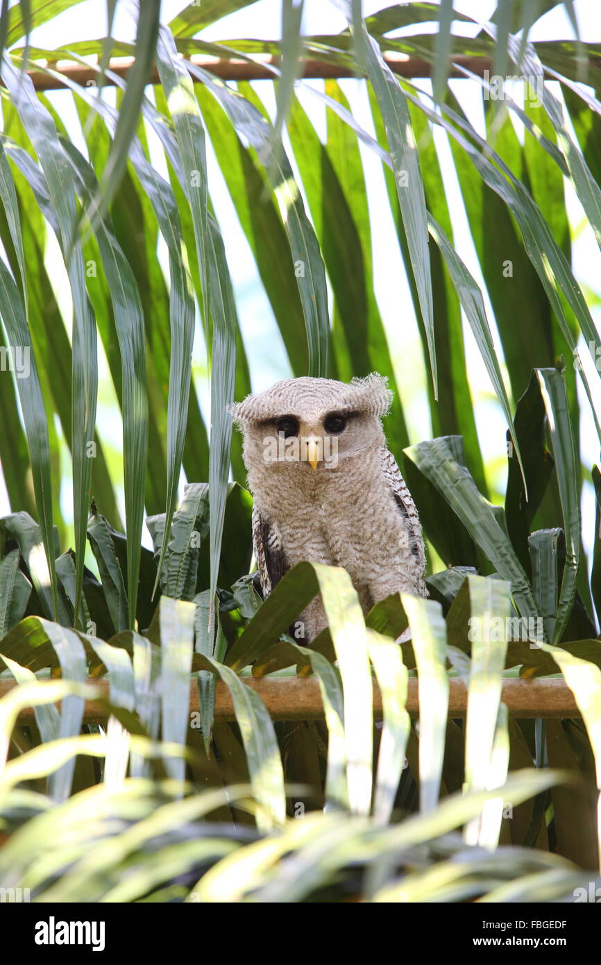 Barred eagle-owl (Bubo sumatranus) in South Thailand Stock Photo - Alamy