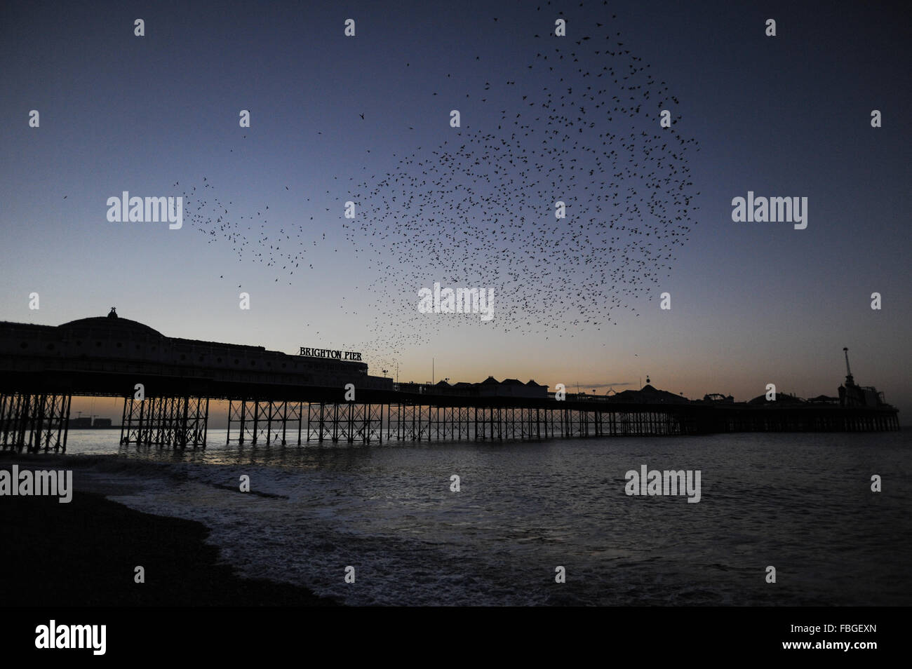 Murmuration of thousands of birds (starlings) at dawn as they leave ...
