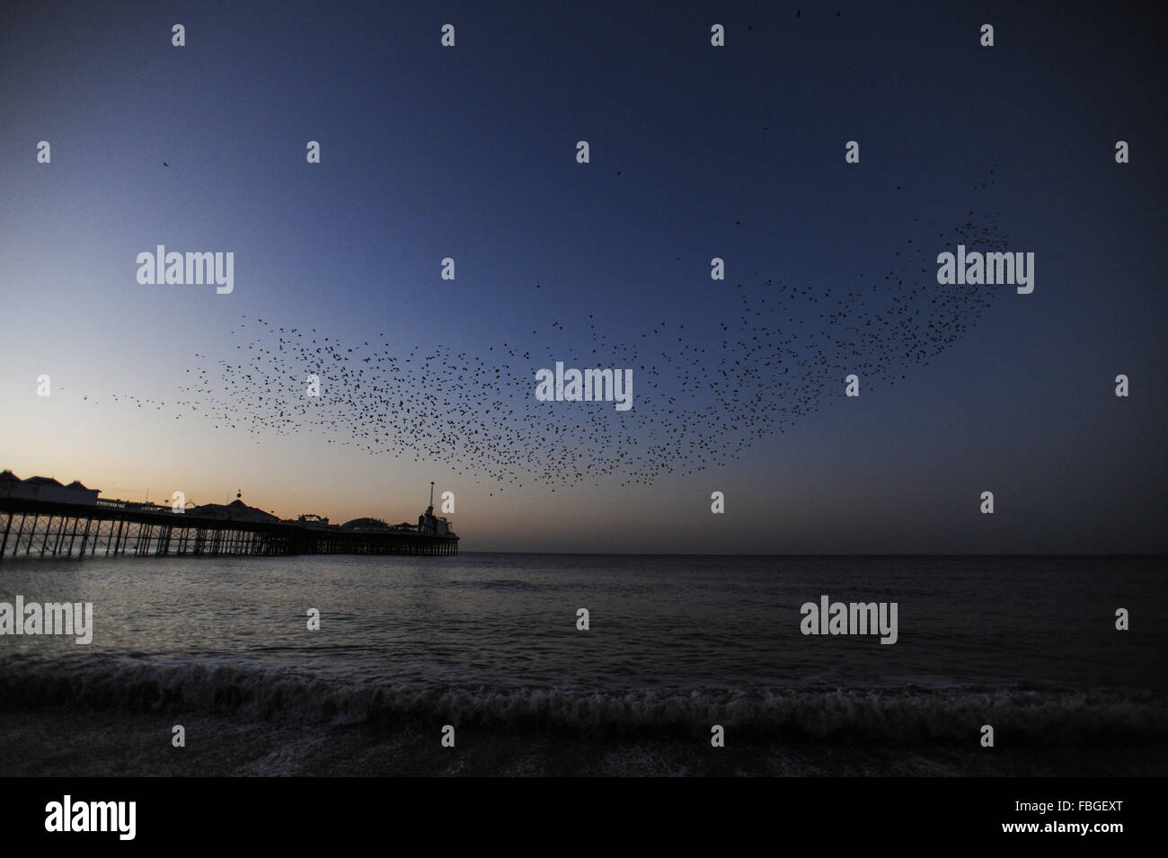 Murmuration of thousands of birds (starlings) at dawn as they leave ...