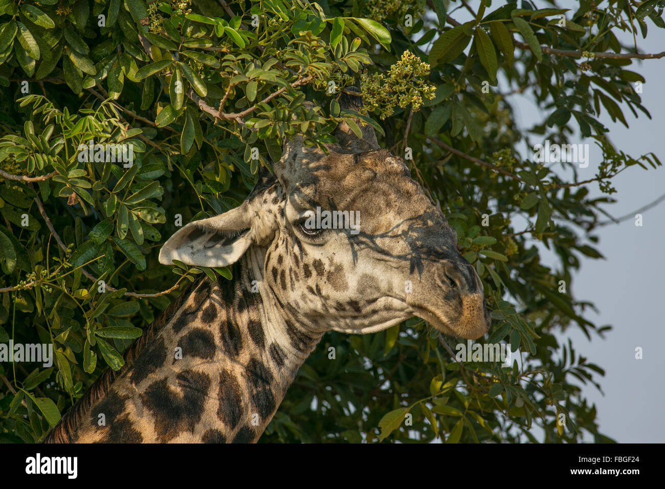 A close up view of a Rhodesian or Thornicroft's giraffe (Giraffa ...