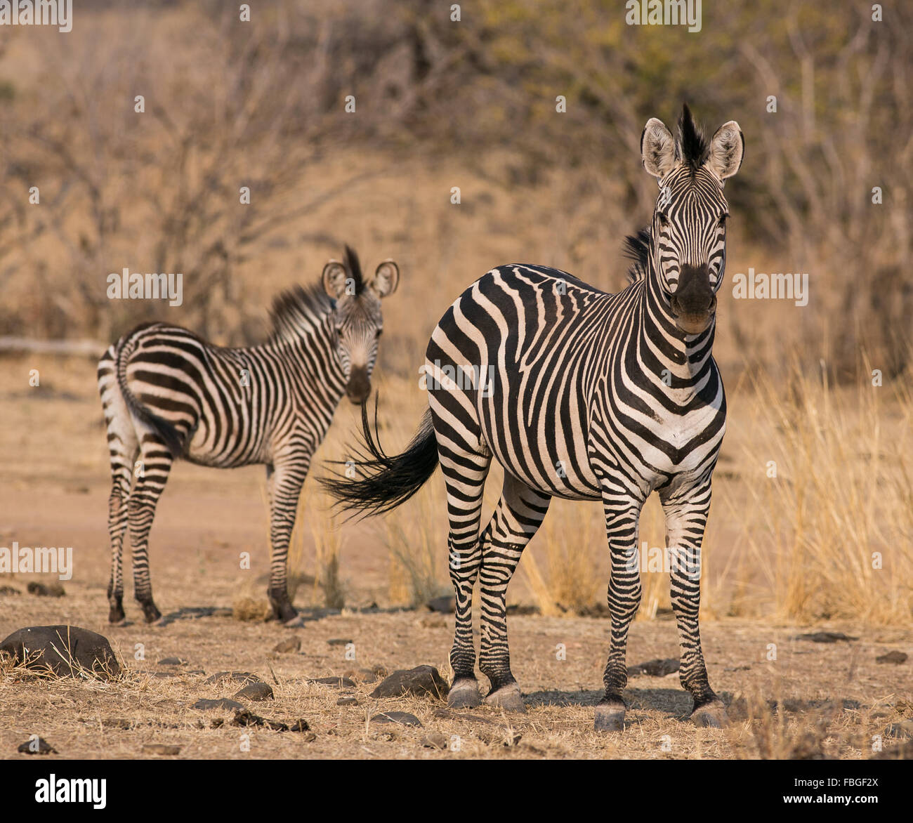 A Crawshay's zebra (Equus quagga crawshayi) with foal, South Laungwa ...