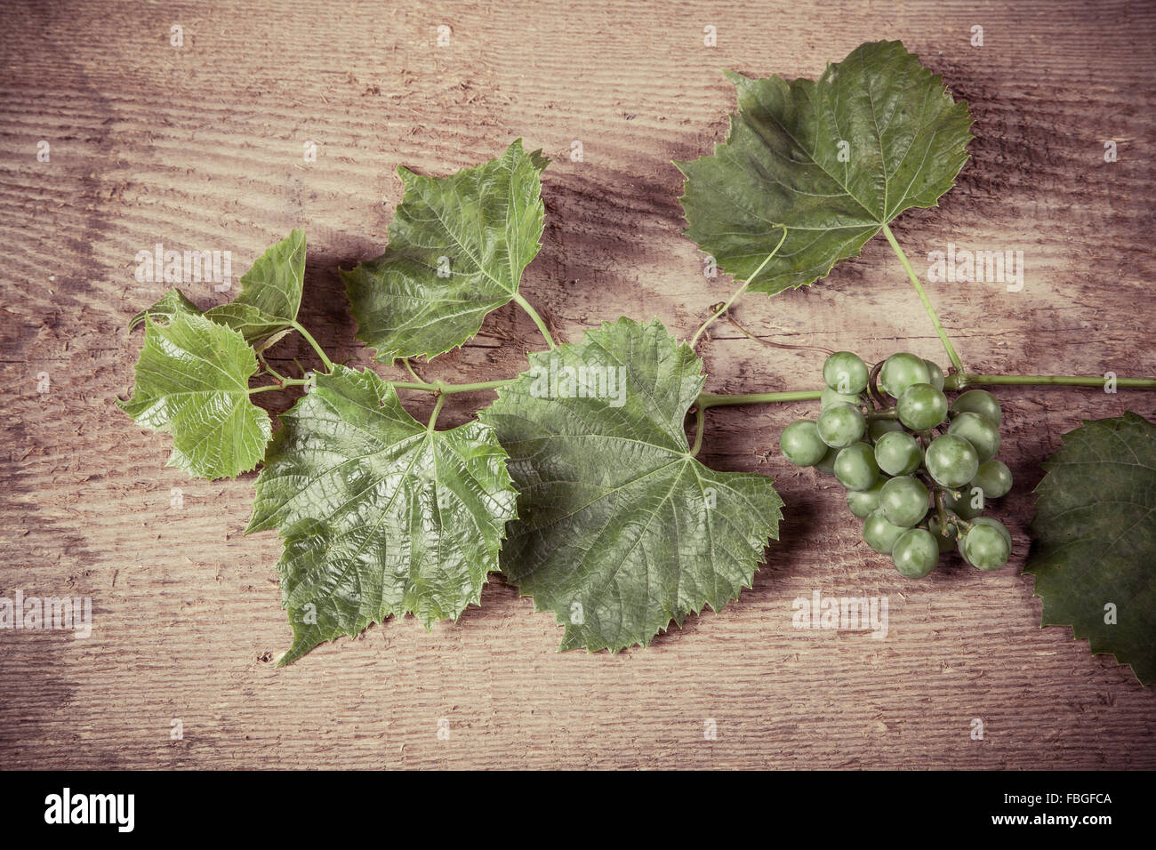 Green grape leaves Stock Photo - Alamy