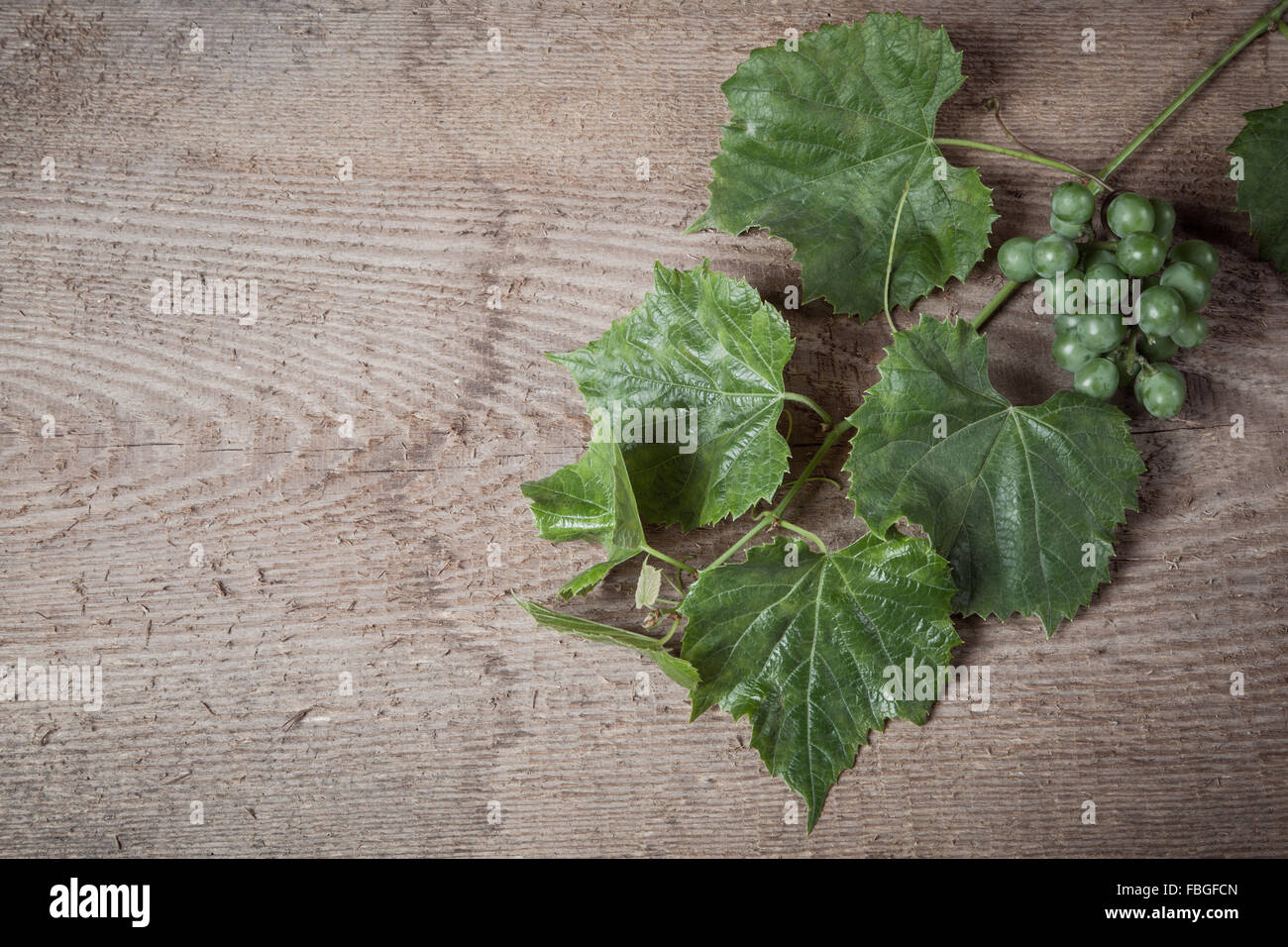 Green grape leaves Stock Photo - Alamy