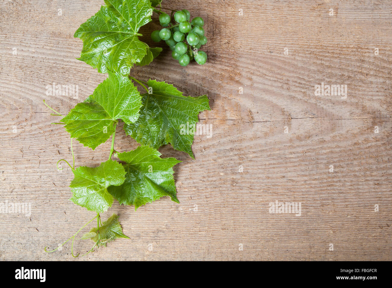 Green grape leaves Stock Photo - Alamy