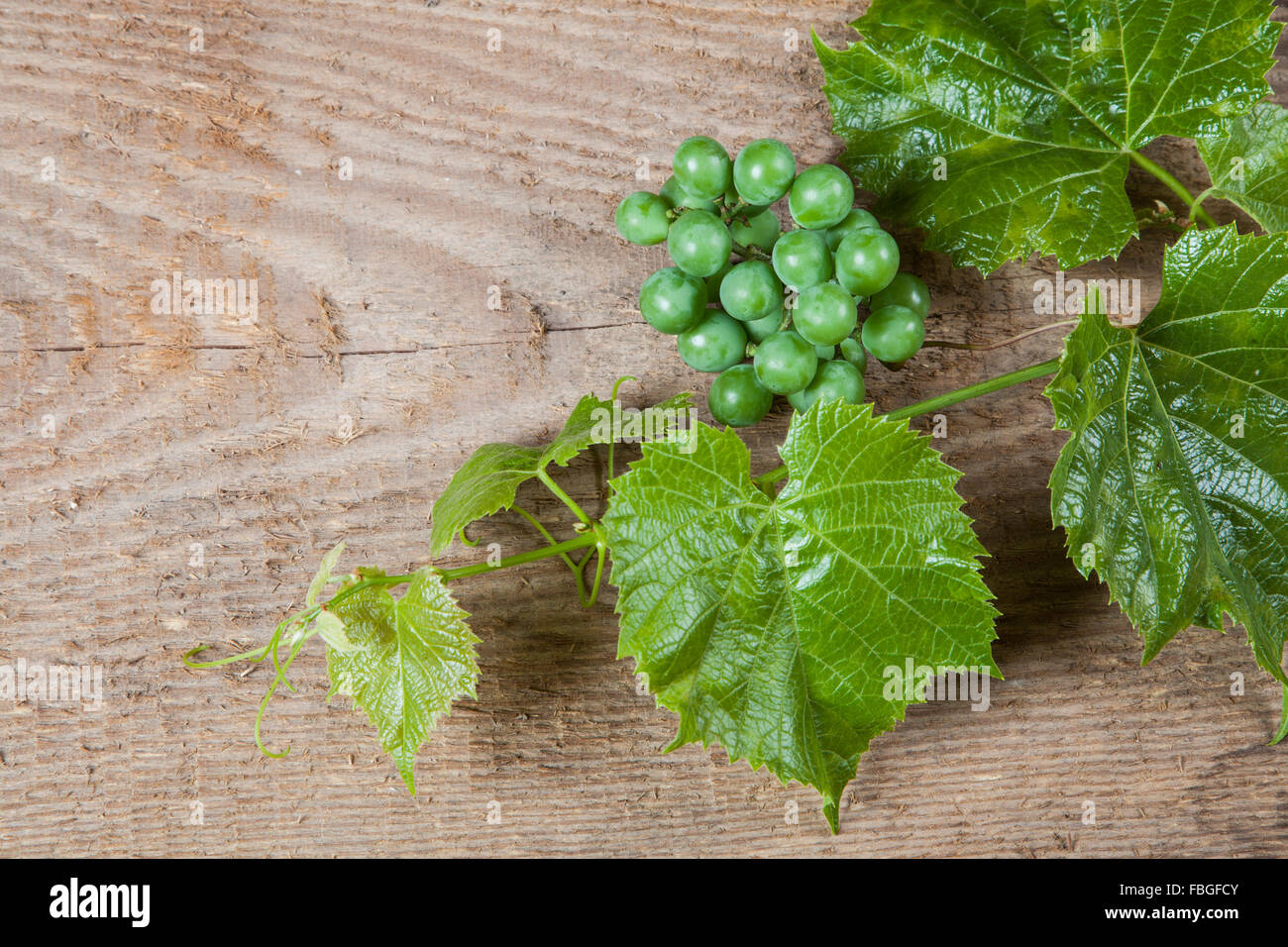 Green grape leaves Stock Photo - Alamy