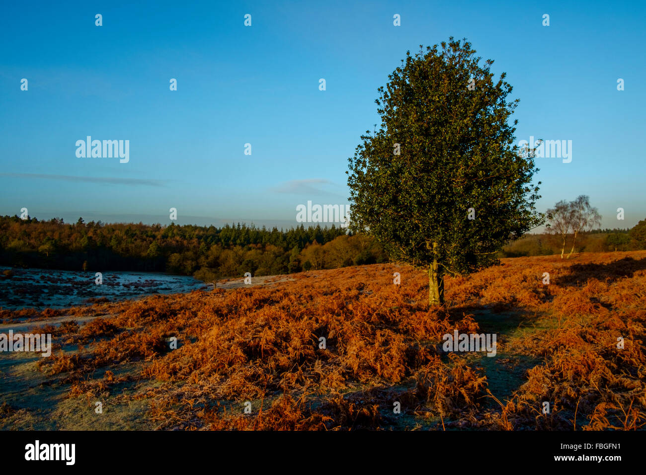 New Forest, UK. 16th January 2016. UK Weather forecast continues to be ...